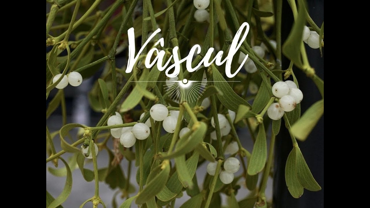 VASCUL (Viscum album) – Planta misterioasă cu puteri vindecătoare – LIVIE